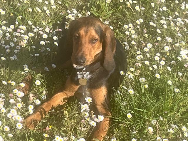 A new home for Bruno – Dog Rescue Carcassonne